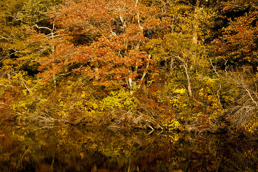Fall on Cape Cod 24 Photograph by Dennis Coates - Fine Art America
