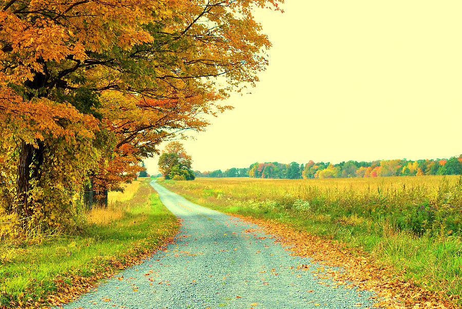 Fall Path Photograph by Caleb Filer - Fine Art America
