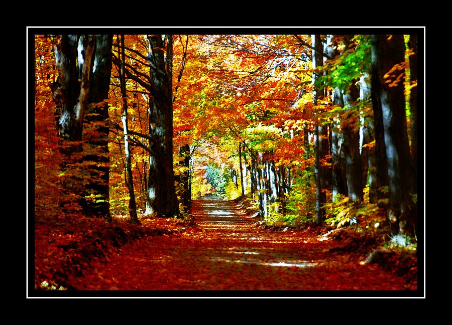Fall Path Photograph by Dawn Van Doorn - Fine Art America