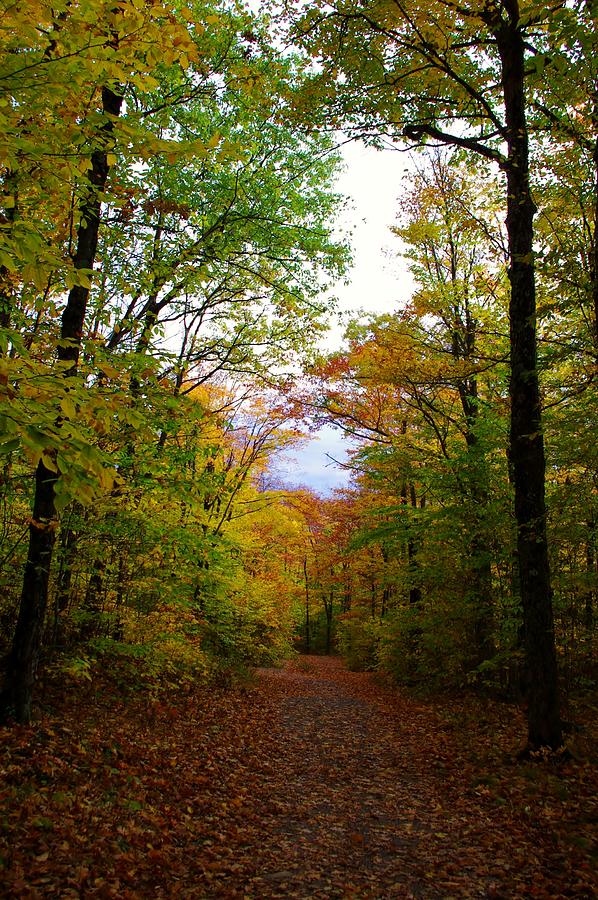 Fall Path Photograph by Melissa Roy - Fine Art America