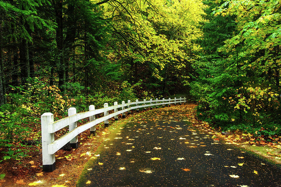 Fall Path Photograph by Piriya Photography - Fine Art America