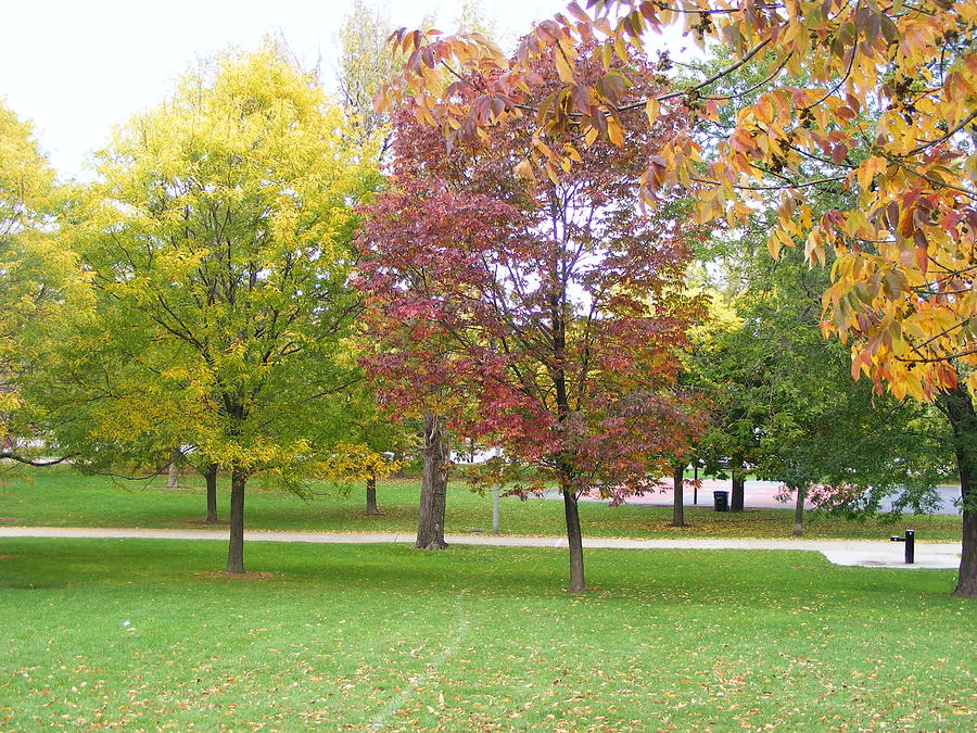 Fall Perspective Photograph by Tamiko A - Fine Art America