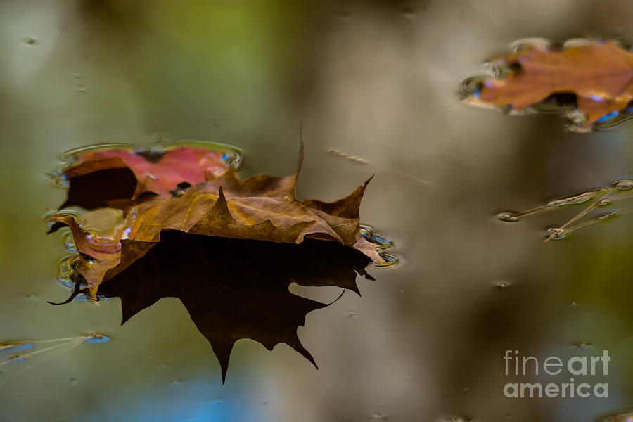 Fall Puddle Photograph by Cheryl Baxter - Fine Art America