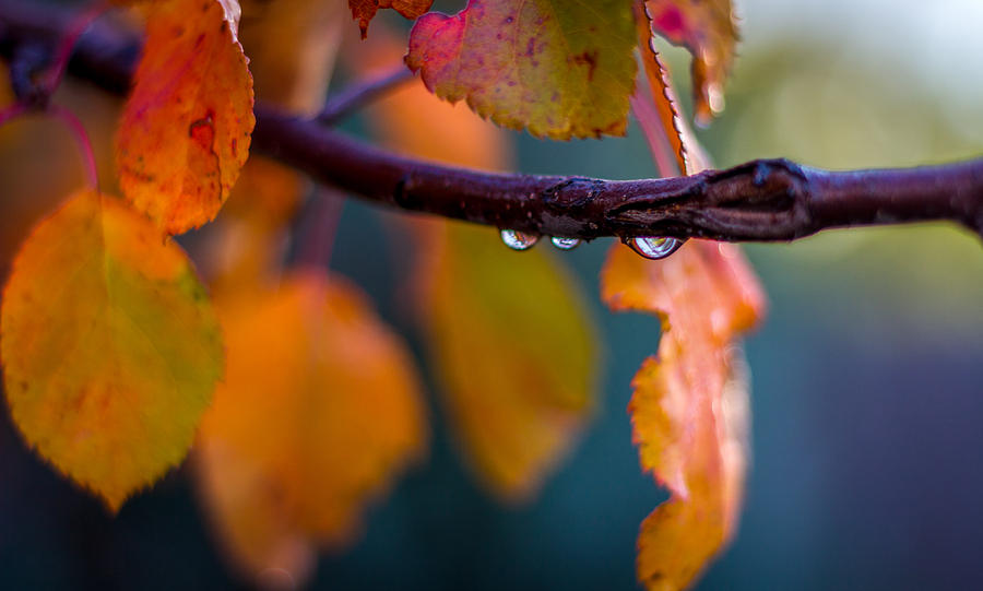 Fall Rain Photograph by Craig Forhan - Fine Art America
