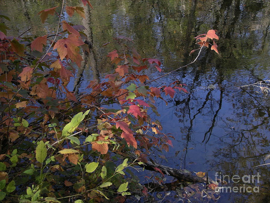 Fall Reflection Photograph by Mark Messenger - Fine Art America