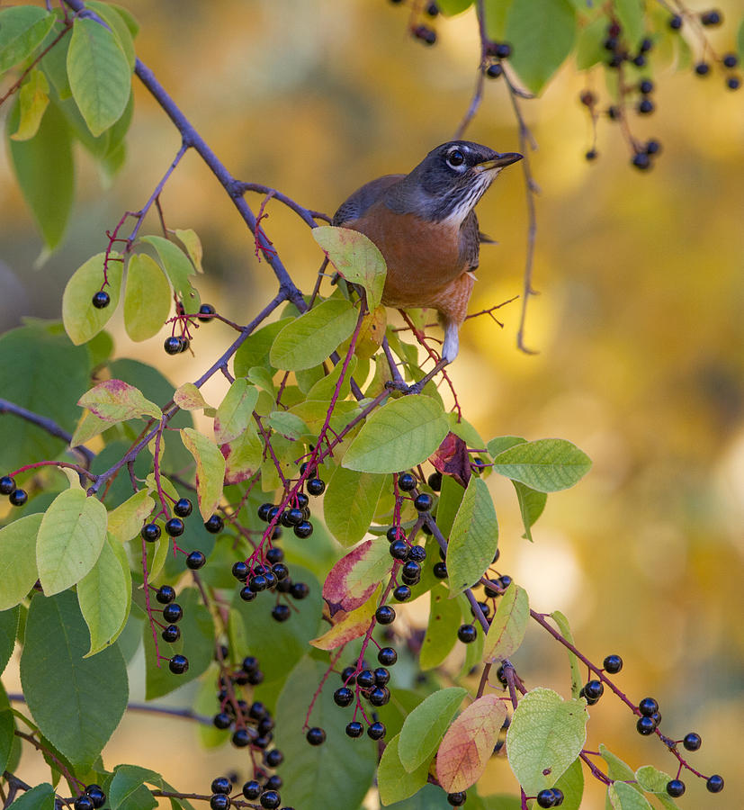Fall Robin 4 Photograph by Dee Carpenter - Fine Art America