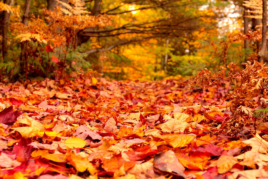 Fall Photograph by Rory Pecore - Fine Art America