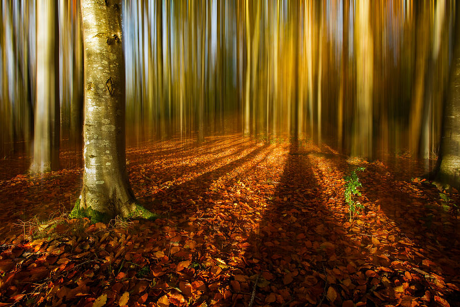 Fall shadows Photograph by Izzy Standbridge - Fine Art America