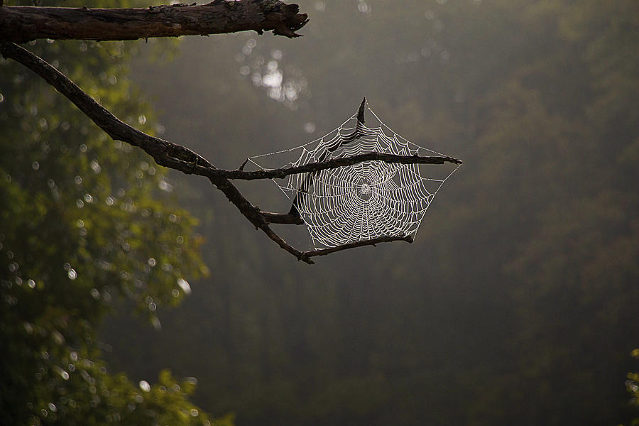 Fall Spider Web Photograph by Emily Beade - Fine Art America