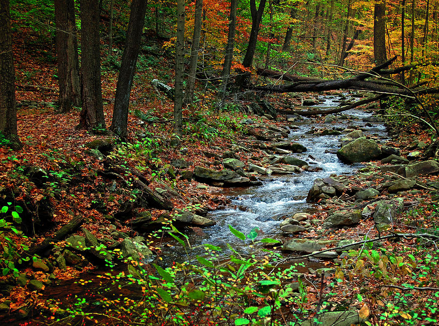 Fall Stream after Rain Photograph by Mark Dottle - Fine Art America