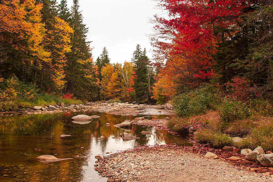 Fall Stream Photograph by Lyn Scott - Fine Art America