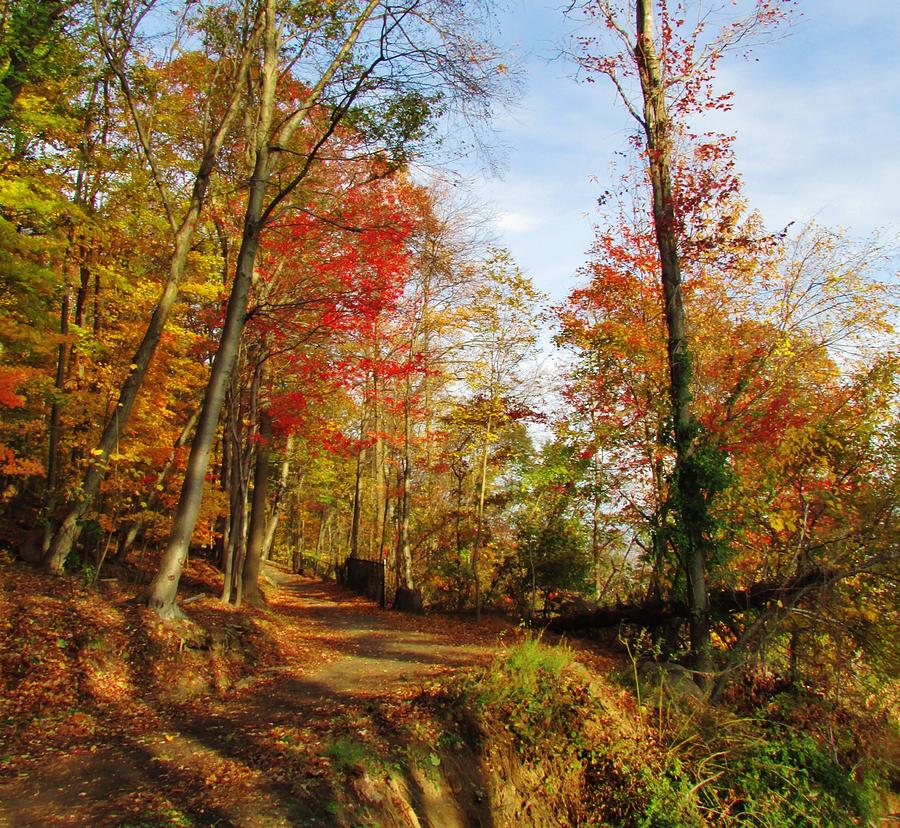 Fall Trail Photograph by Thomas McGuire | Fine Art America