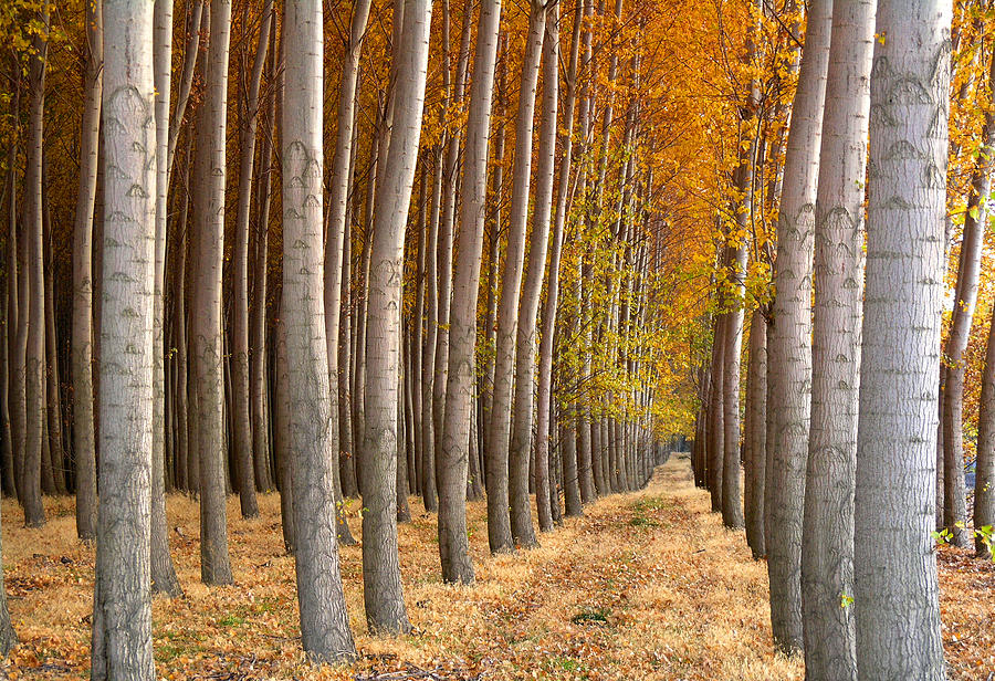 Fall Tree Farm Photograph by Shawn Lonon | Fine Art America