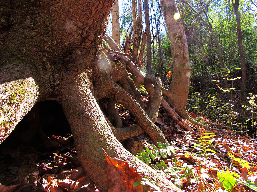 Fall Tree trunks Photograph by Cody Davis Moore - Fine Art America