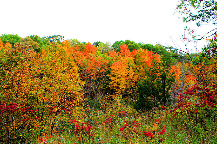 Fall3 Photograph by Nick Peters - Fine Art America