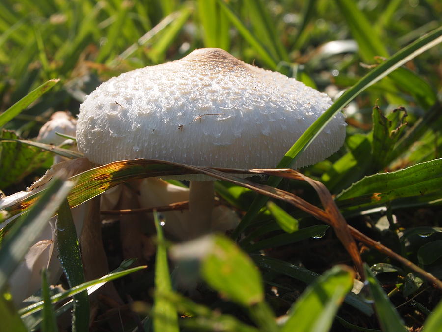 Fallacy Photograph by Kim Upton - Fine Art America