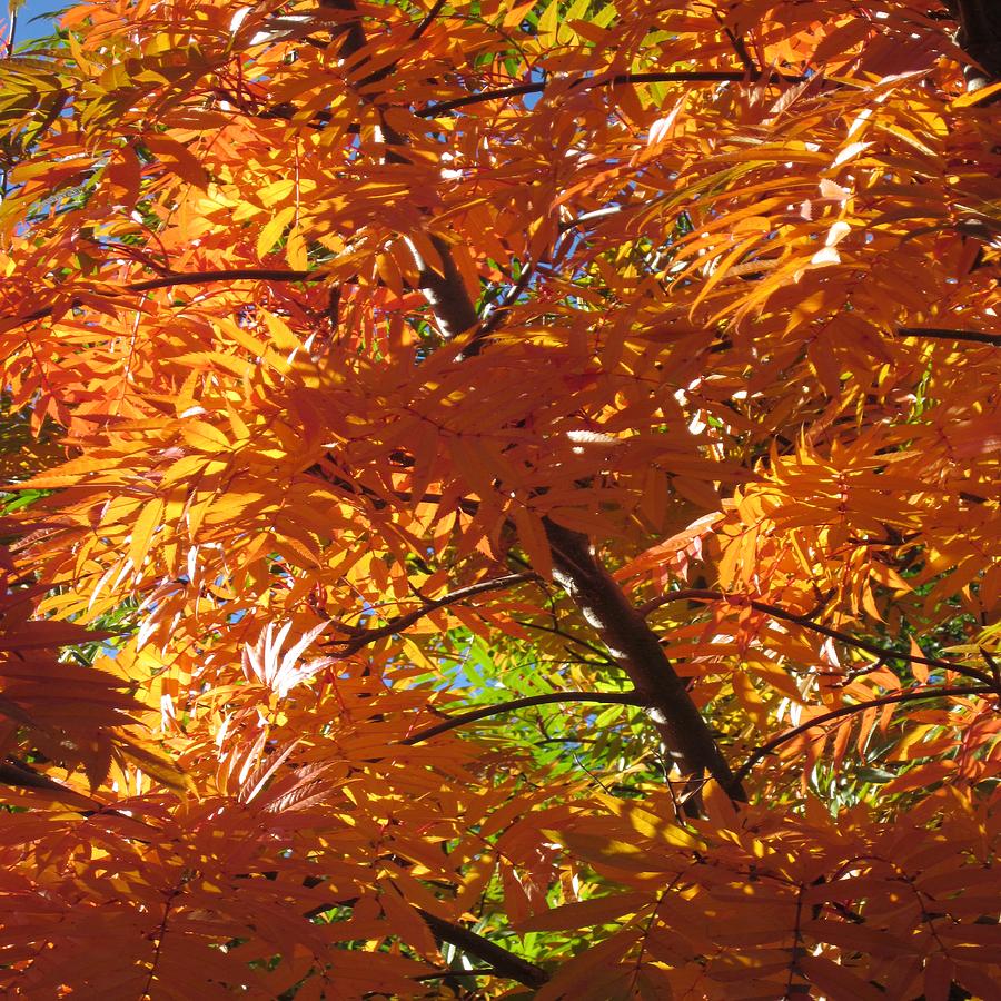 Fallbeautyorange Foliage Photograph By Rosita Larsson Fine Art America