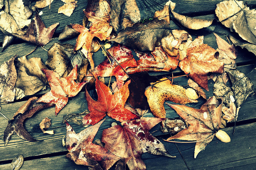 Fallen Colors Photograph by Calphy Com - Fine Art America