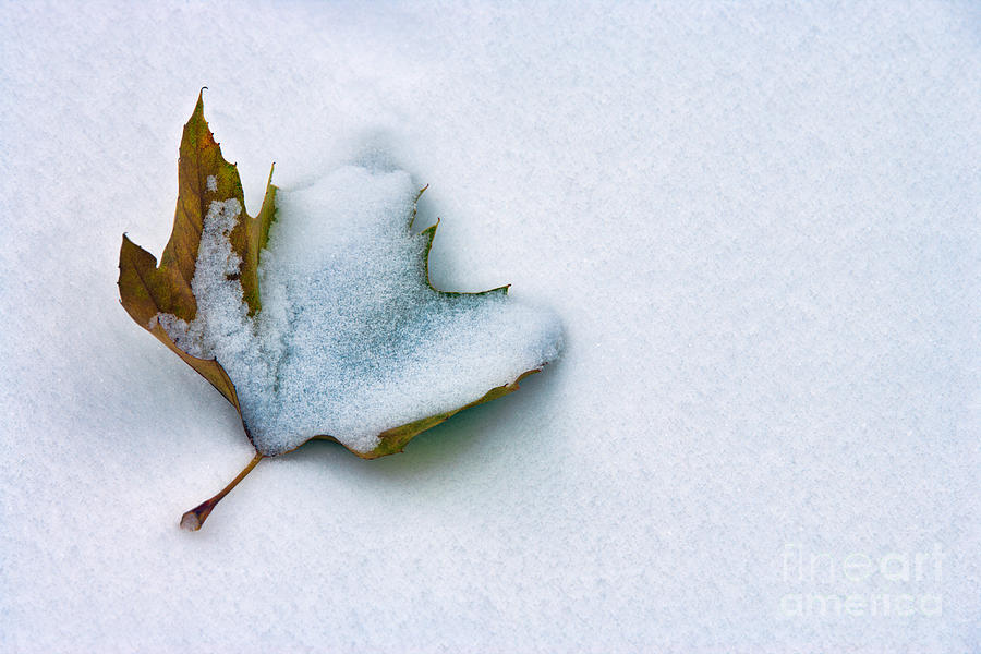 Fallen Leaf Photograph by Don Hall - Pixels