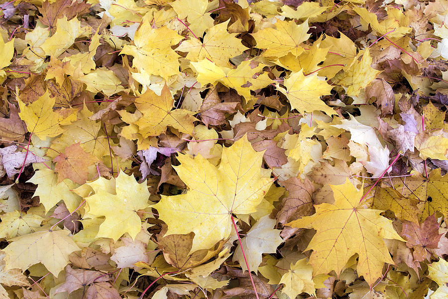 Fallen Maple Tree Leaves Background Photograph by Jit Lim - Fine Art ...