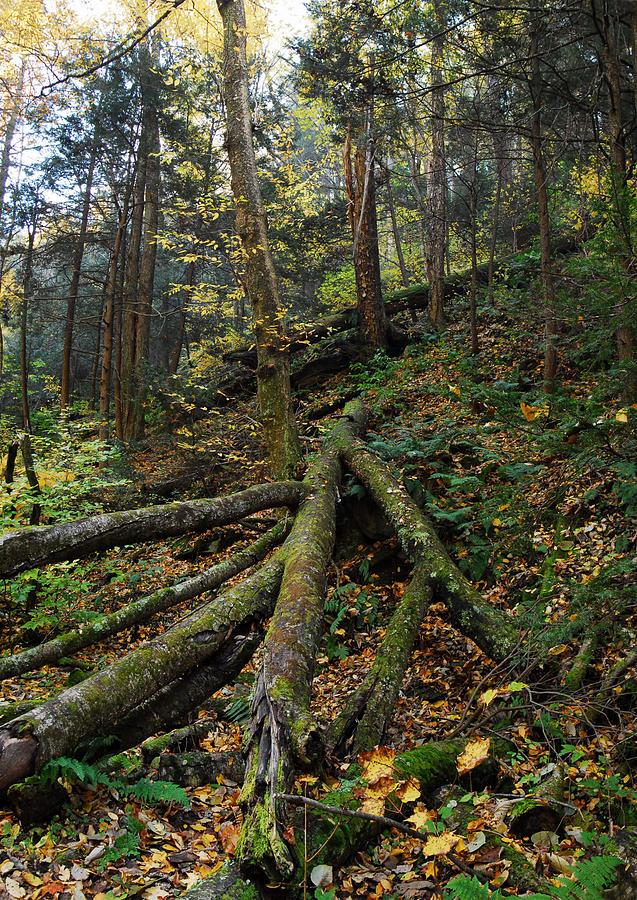 Fallen Tree Photograph by Eric Weiss - Pixels