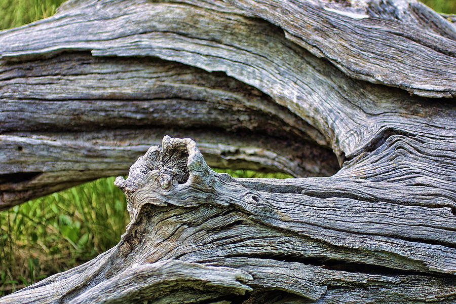 Fallen Tree Limbs Photograph by Linda Phelps - Fine Art America
