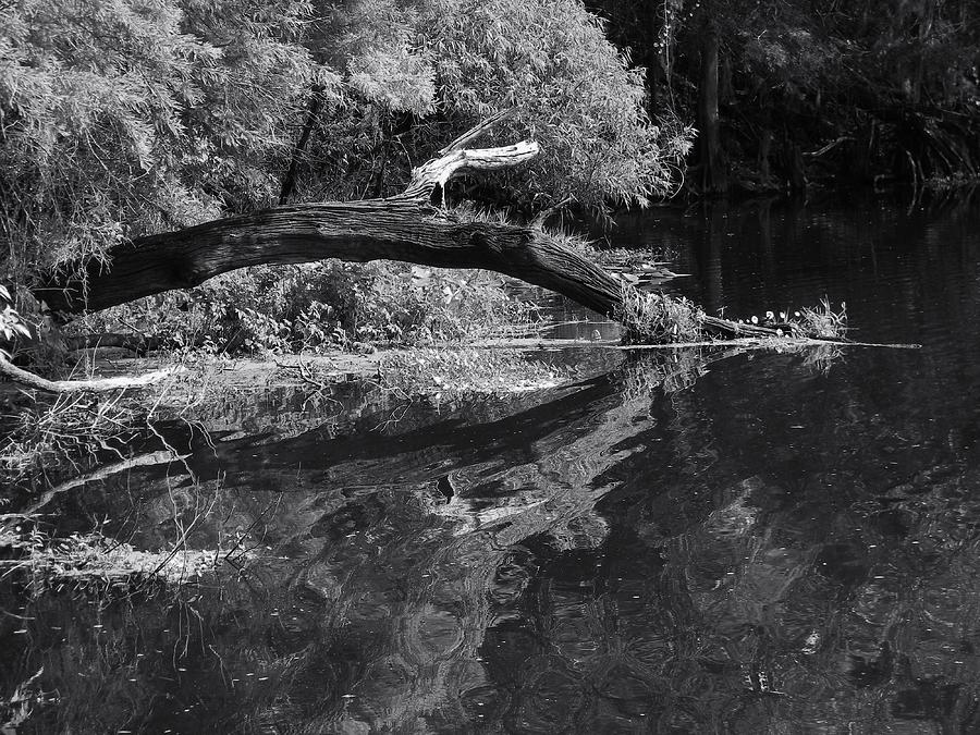 Fallen Tree Reflections Photograph by Warren Thompson - Fine Art America