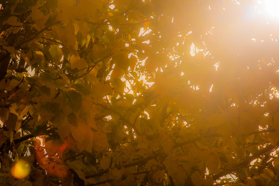 Falling Photograph by Jen Erickson - Fine Art America