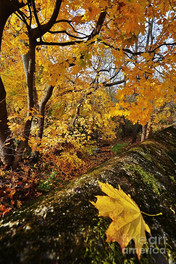 Falling Leaf Photograph by Joseph Perno | Fine Art America