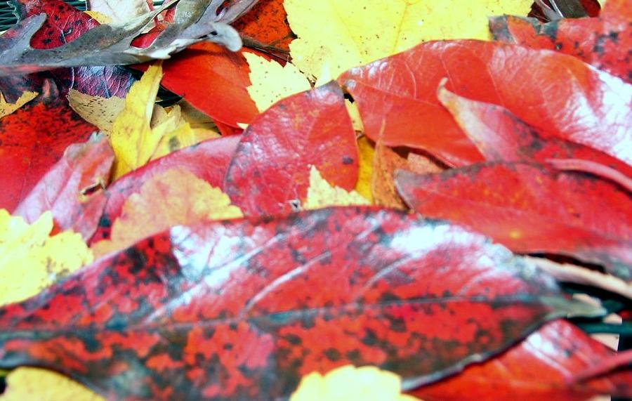 Falling Leaves Photograph by Bert Grant - Fine Art America