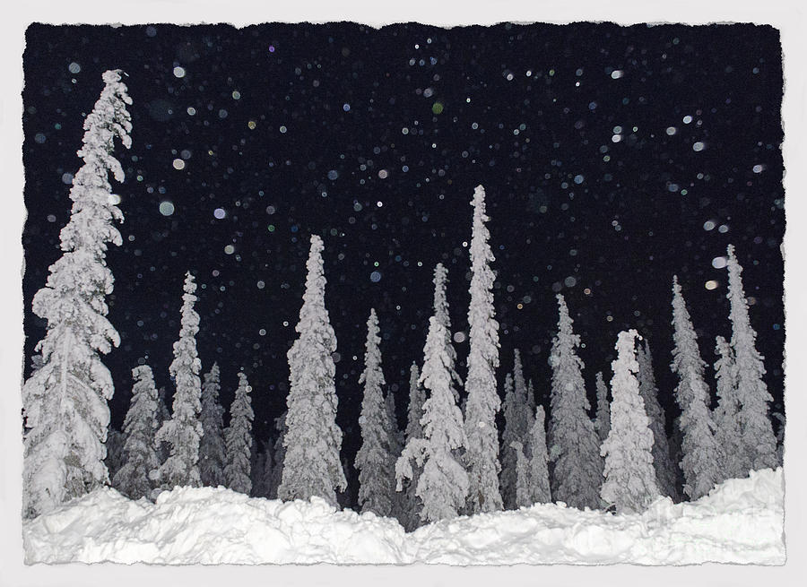 Falling Snow Photograph by Carol Beverly - Fine Art America