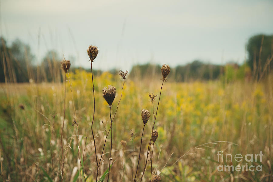 Fallow Fields Photograph by Mary Smyth - Pixels