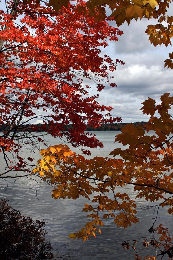 Fall's Lace Photograph by Countree Splendor - Fine Art America
