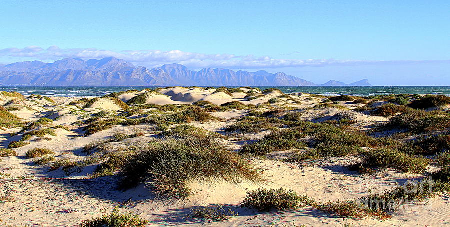 False Bay Dunes South Africa Photograph by Catherine Sherman - Fine Art ...