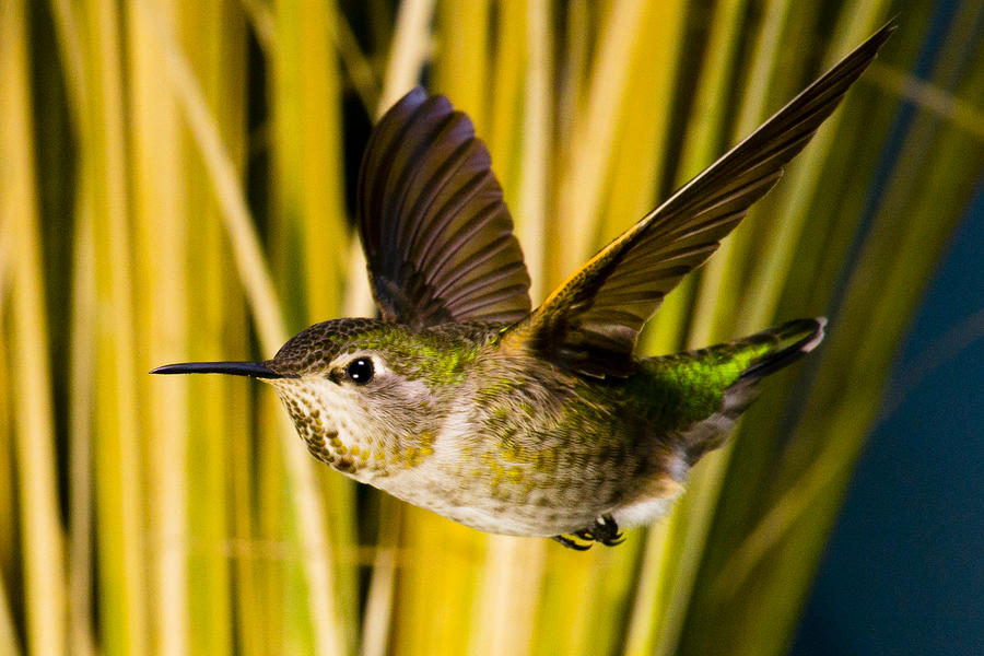 Fastest Photograph by Christopher Matthews - Fine Art America