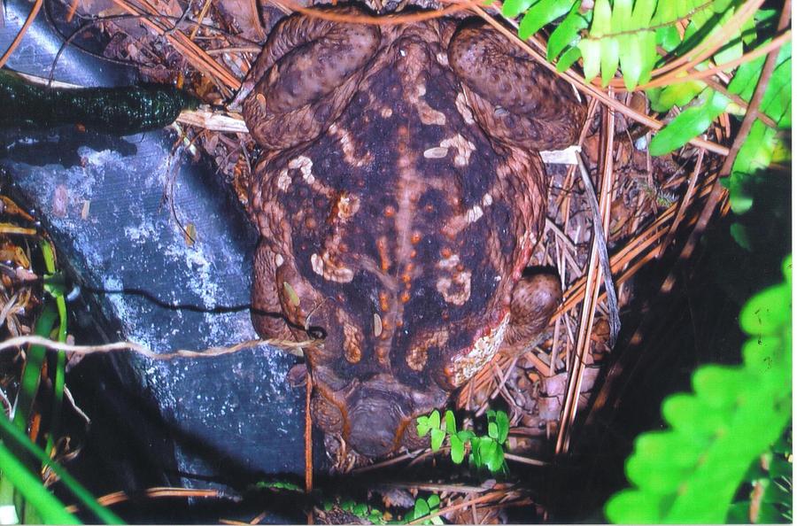 Fat toad Photograph by Robert Floyd - Pixels