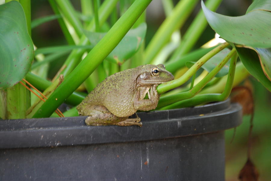 Fat tree frog Photograph by Robert Floyd - Fine Art America
