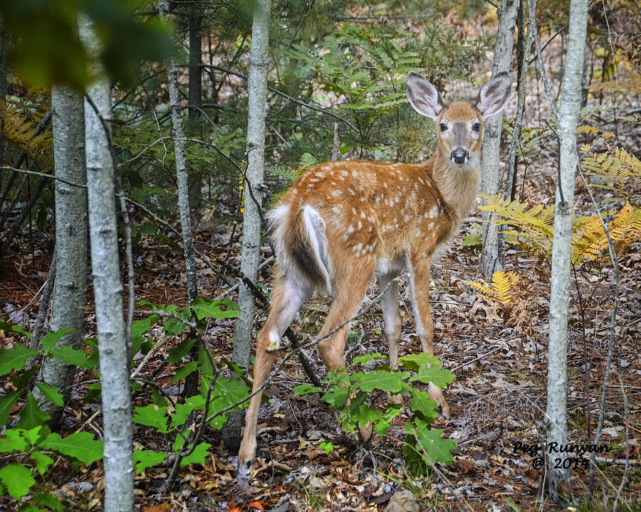 Fawn in Early Fall Photograph by Peg Runyan - Fine Art America