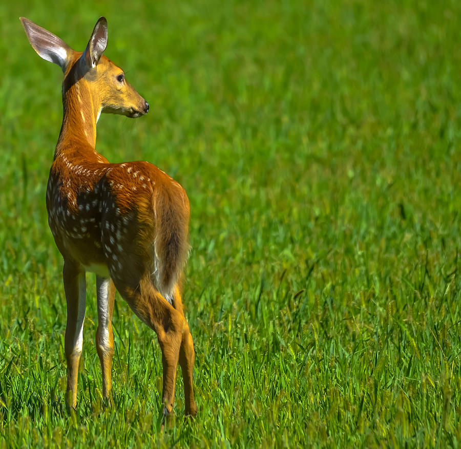 Fawning Fawn Photograph by Brian Stevens - Fine Art America
