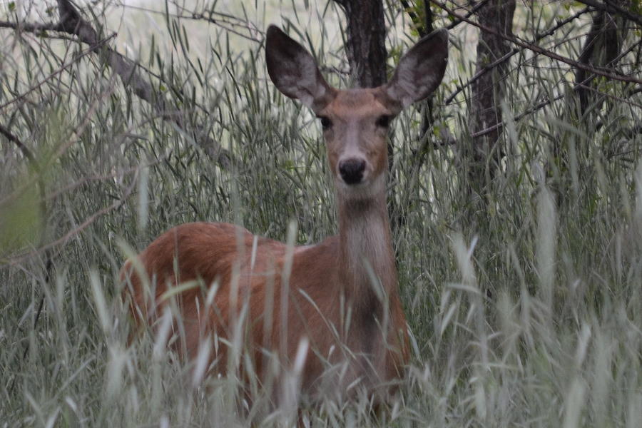 Faylean Photograph by Michael Steckler - Fine Art America
