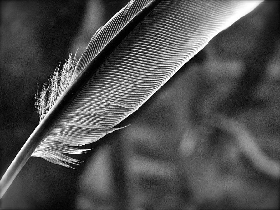 Feather Angle One Photograph by Sandy Tolman - Pixels