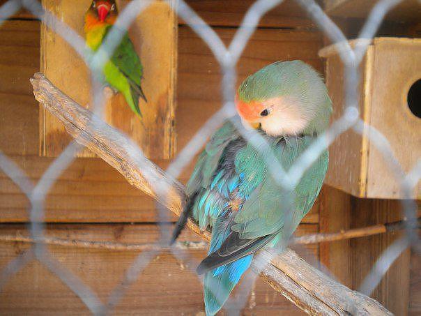 Feather Cleaning Photograph by Marlee Mayo - Fine Art America