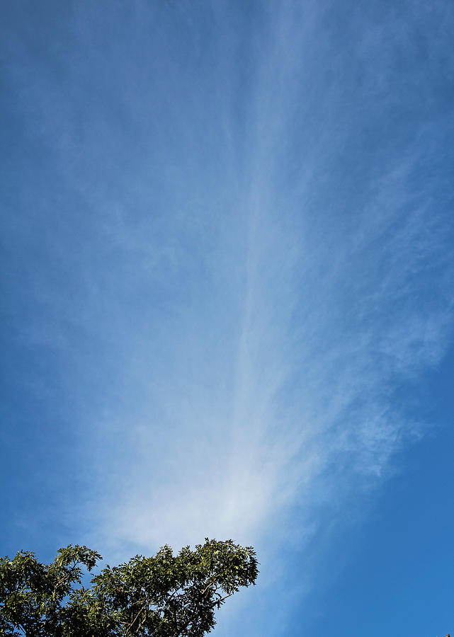 Feather Cloud atop a tree Photograph by Christy Cox - Pixels