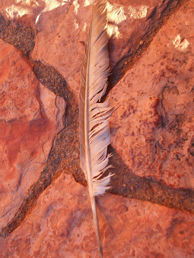 Feather Photograph by Isabella McClellan - Fine Art America