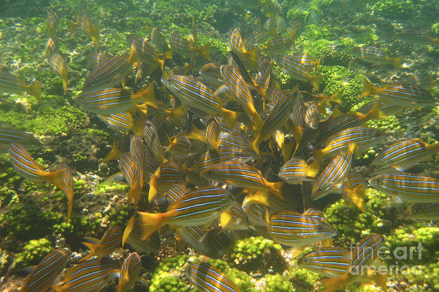 Feeding Frenzy Photograph By Christina Gupfinger Fine Art America