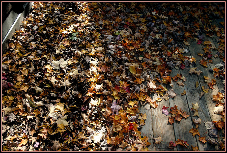 Feel the Rustle of Leaves Photograph by Wayne King - Fine Art America