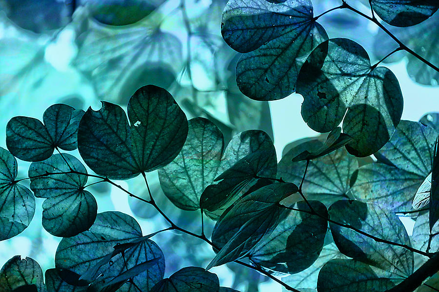 Feeling Blue Photograph by Arkamitra Roy | Fine Art America
