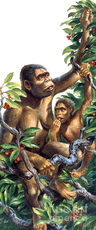 Female Australopithecus Photograph by Publiphoto | Pixels