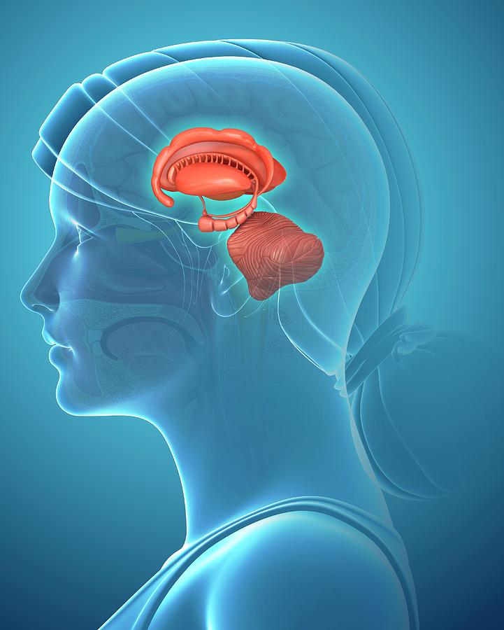 Female Brain Structures Photograph by Pixologicstudio/science Photo ...