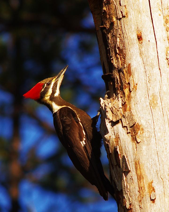 Female Pileated Woodpecker Photograph by Billy Griffis Jr - Fine Art ...